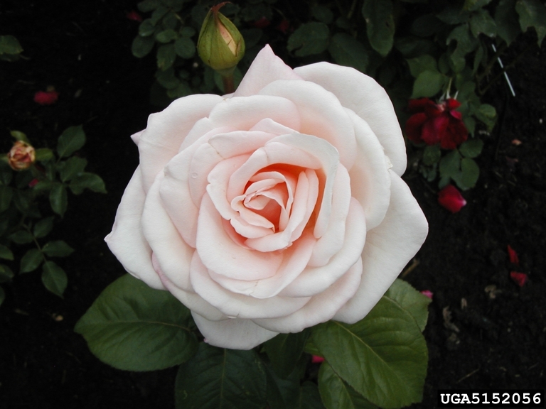rose (Genus Rosa L.)