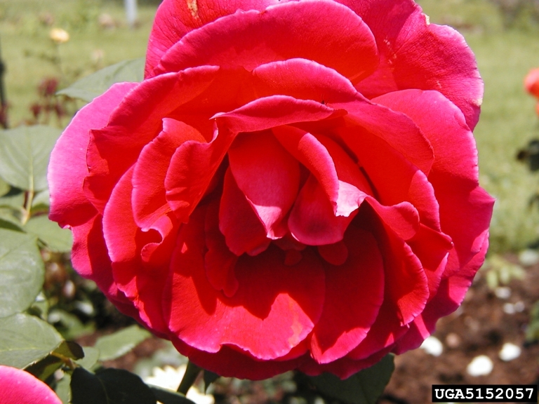 rose (Genus Rosa)