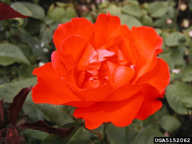 rose (Genus Rosa)