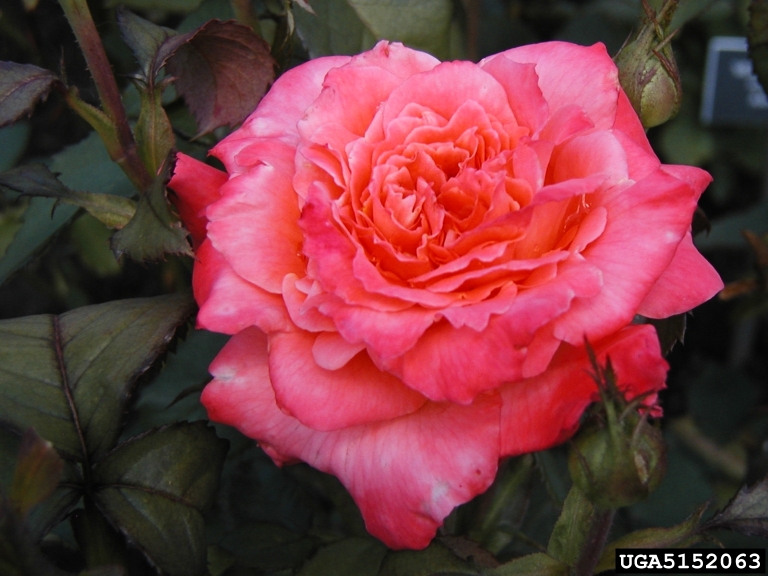 rose, Rosa spp. (Rosales: Rosaceae) - 5152063