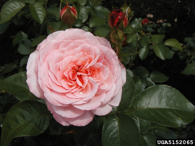 rose, Rosa spp. (Rosales: Rosaceae) - 5152065