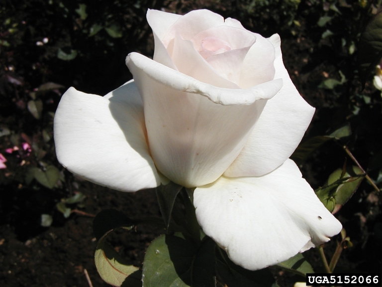 rose (Genus Rosa L.)