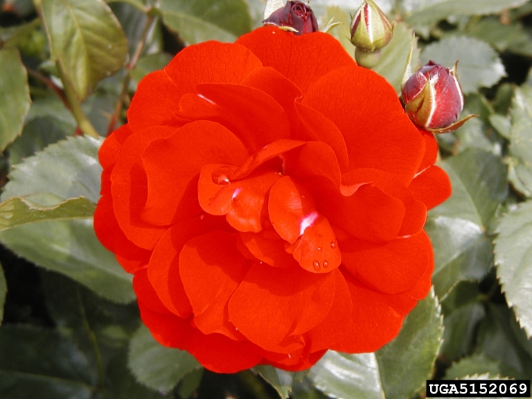 rose (Genus Rosa)