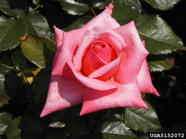 rose (Genus Rosa)