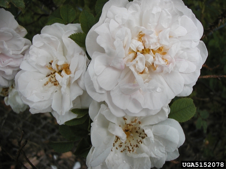 rose (Genus Rosa L.)