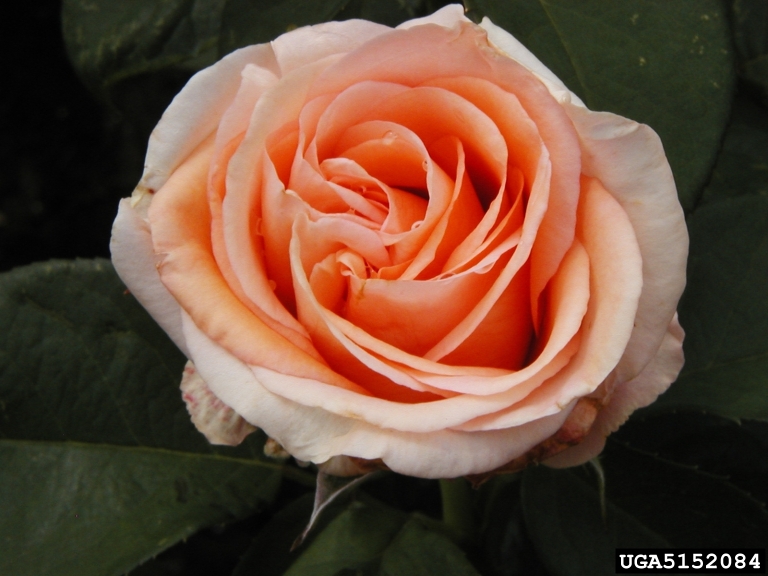 rose (Genus Rosa)