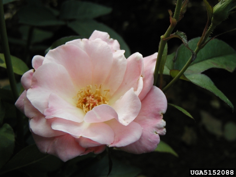 rose (Genus Rosa)
