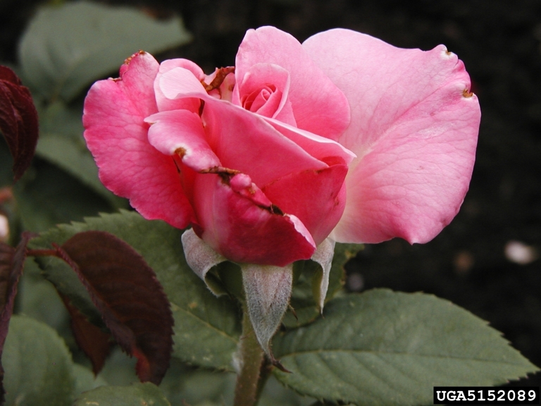 rose (Genus Rosa)