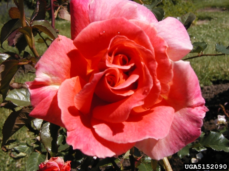 rose (Genus Rosa)
