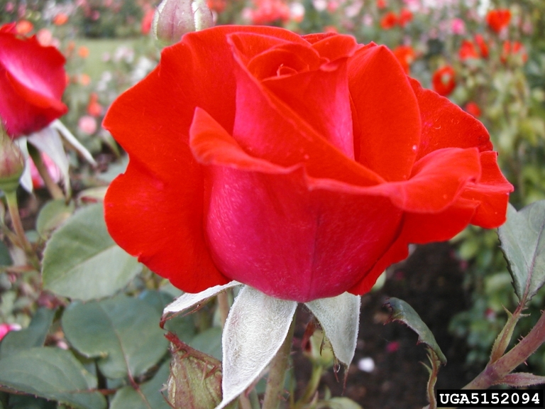 rose (Genus Rosa)