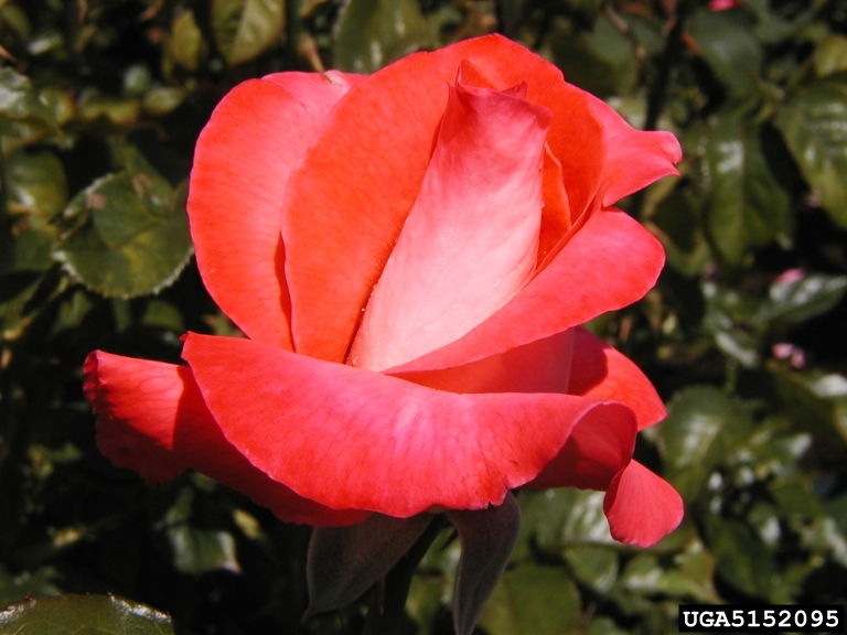 rose (Genus Rosa L.)