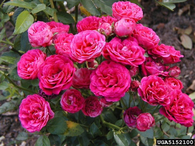rose (Genus Rosa)