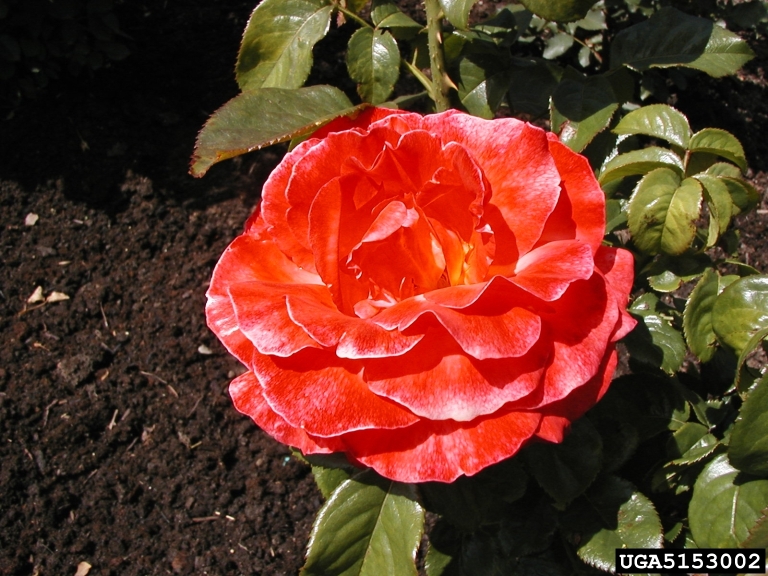 rose (Genus Rosa)