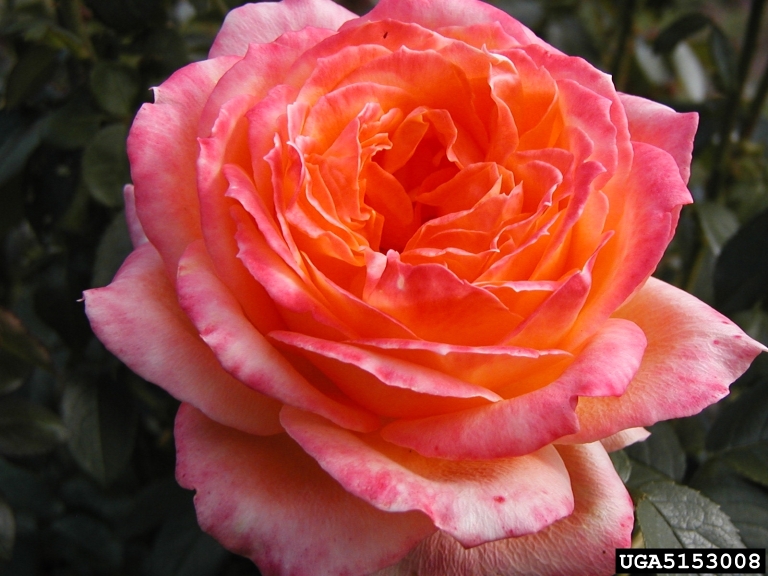 rose (Genus Rosa)