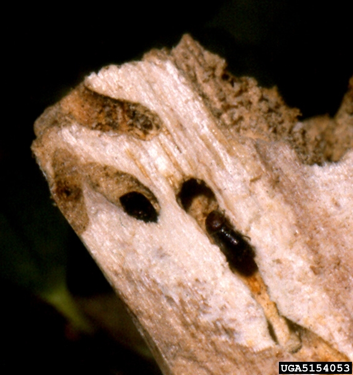 ambrosia beetle (Ambrosiodmus rubricollis)