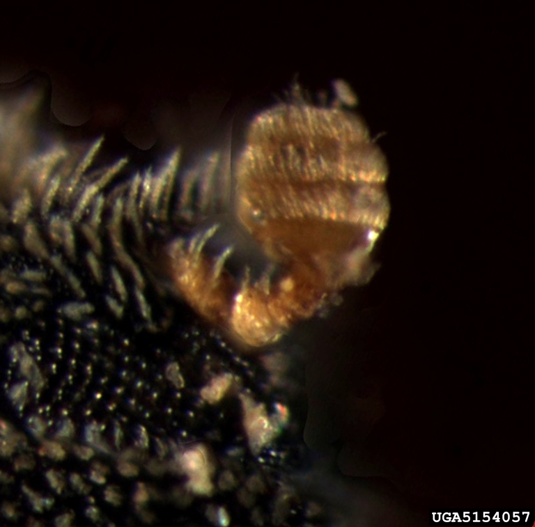 bark beetle (Carphoborus bifurcus Eichhoff, 1868)