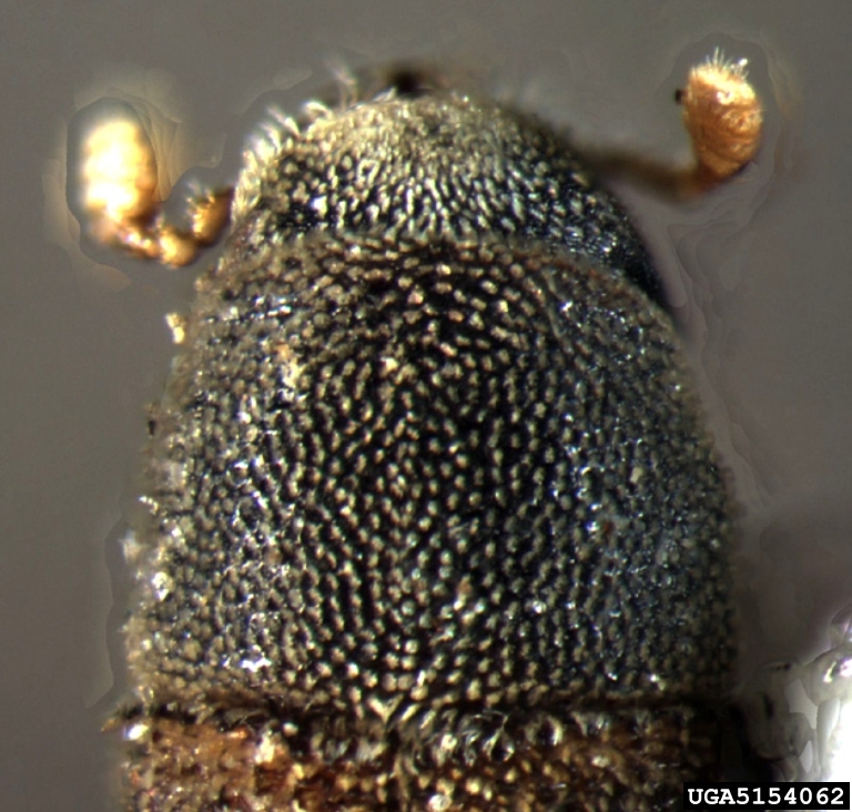 bark beetle (Carphoborus bifurcus Eichhoff, 1868)