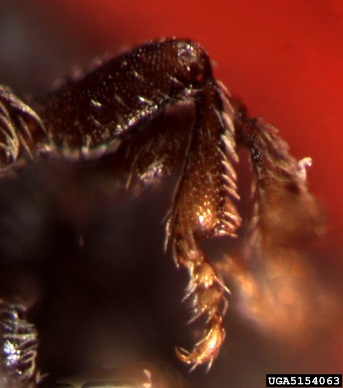 bark beetle (Carphoborus bifurcus)