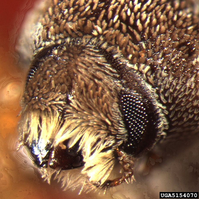 mountain mahogany bark beetle (Chaetophloeus heterodoxus (Casey, 1886))