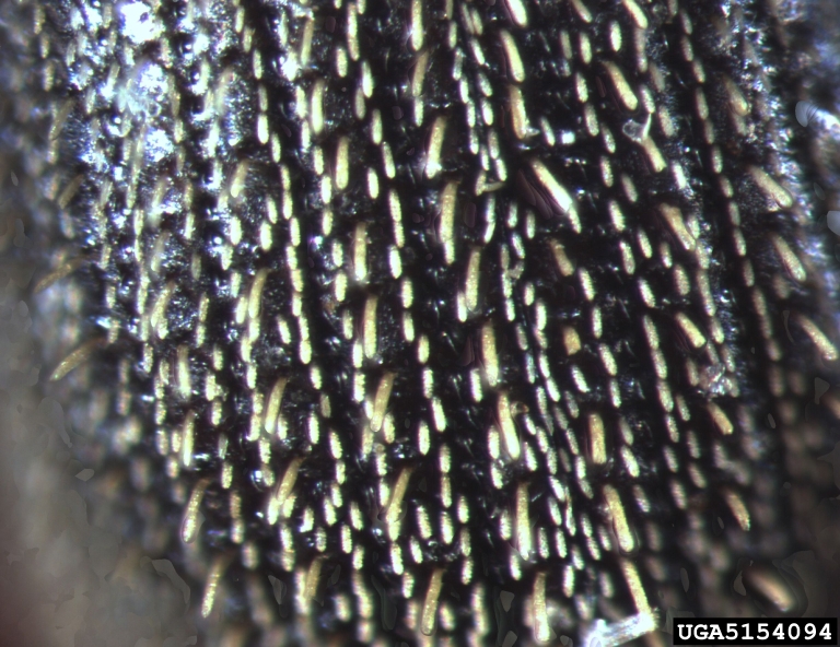 bark beetle (Chramesus hicoriae LeConte, 1868)