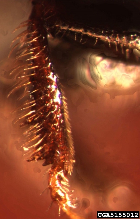 white pine cone beetle (Conophthorus coniperda (Schwarz, 1895))