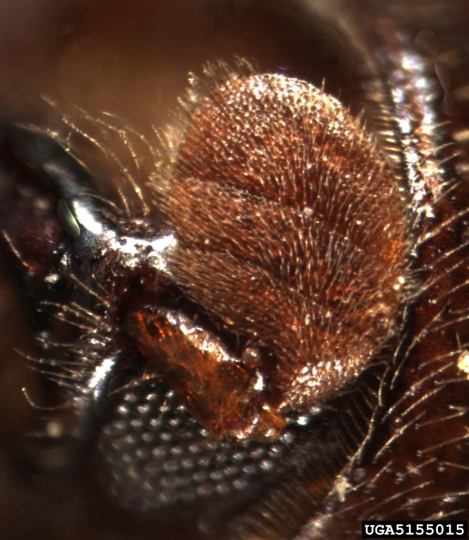 pitted ambrosia beetle (Corthylus punctatissimus), Corthylus ...