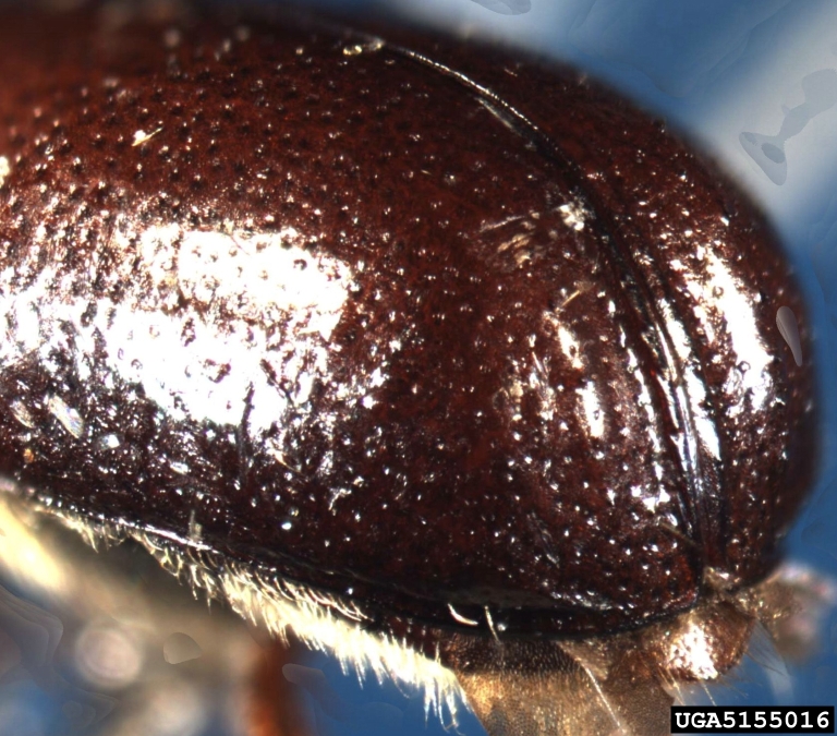 pitted ambrosia beetle (Corthylus punctatissimus (Zimmermann, 1868))