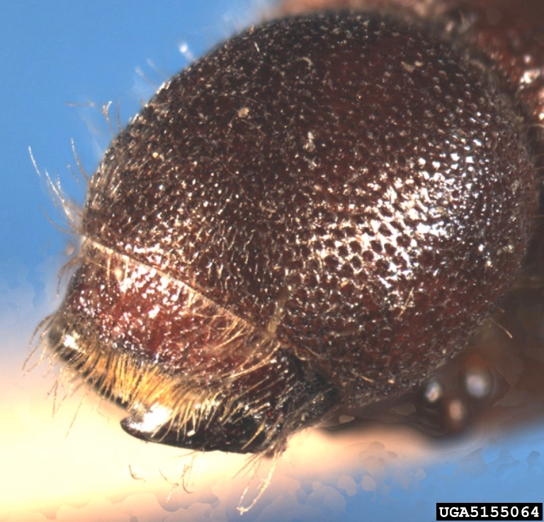 birch bark beetle (Dryocoetes betulae)