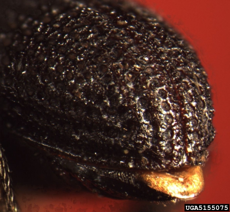 bark beetle (Hylastes porculus)