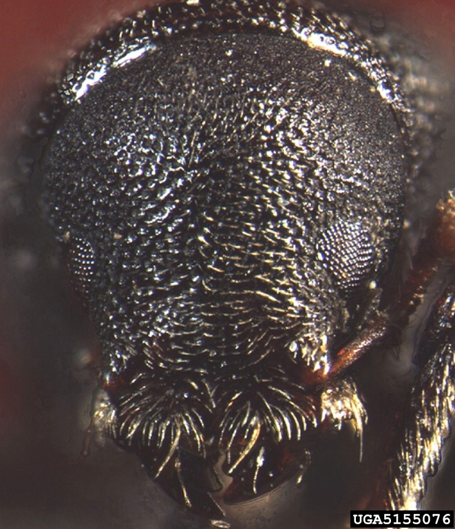 bark beetle (Hylastes porculus)