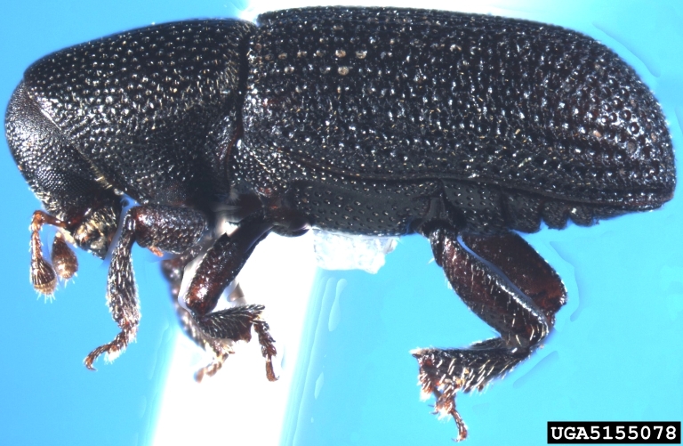 bark beetle, Hylastes porculus (Coleoptera: Curculionidae) - 5155078