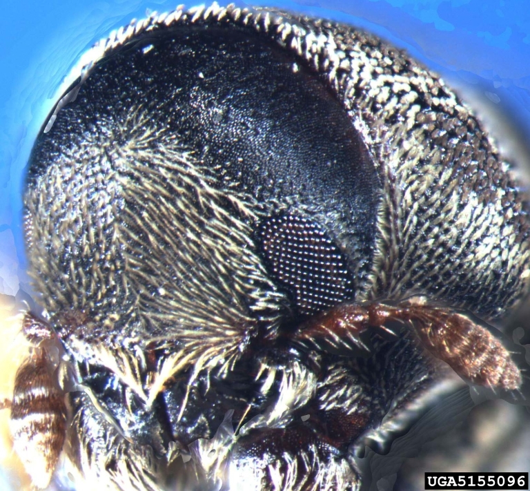 clover root borer (Hylastinus obscurus)