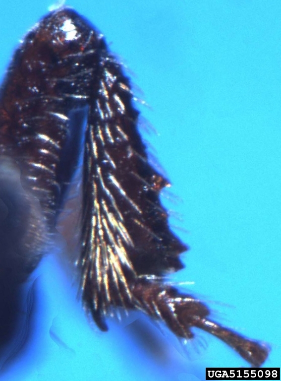 clover root borer (Hylastinus obscurus)