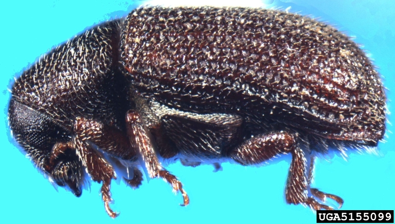 clover root borer (Hylastinus obscurus)