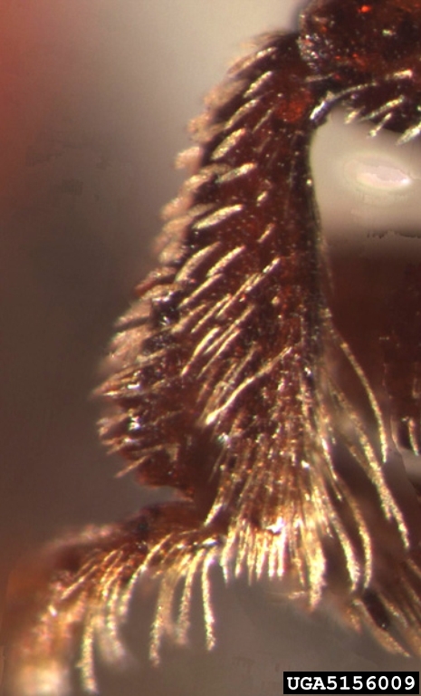 eastern ash bark beetle (Hylesinus aculeatus)