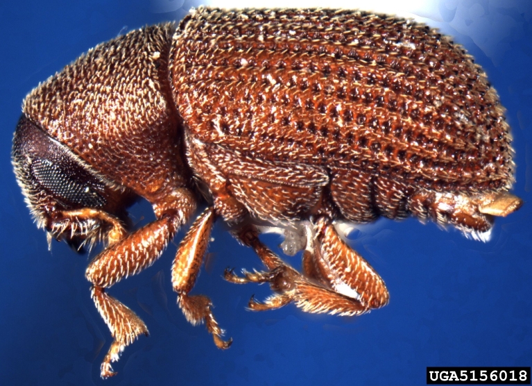 native elm bark beetle (Hylurgopinus rufipes (Eichhoff, 1868))