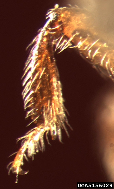 bark beetle (Hypothenemus dissimilis)