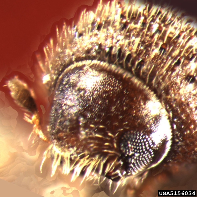 bark beetle (Hypothenemus eruditus)