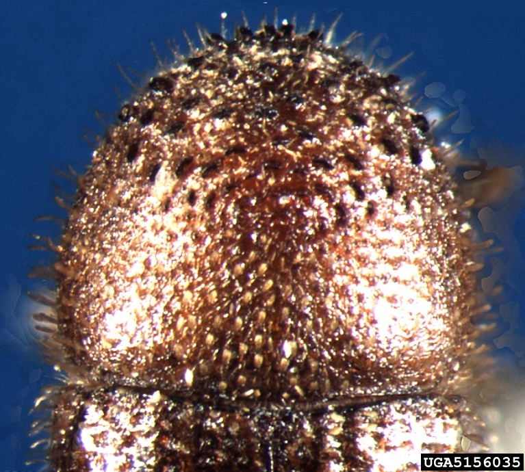 bark beetle (Hypothenemus eruditus (Westwood, 1836))