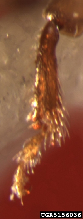 bark beetle (Hypothenemus eruditus)