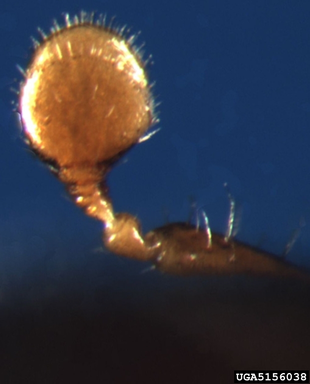 small southern pine engraver (Ips avulsus (Eichhoff, 1868))