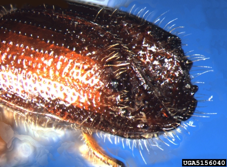 small southern pine engraver (Ips avulsus (Eichhoff, 1868))
