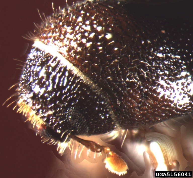 small southern pine engraver (Ips avulsus (Eichhoff, 1868))
