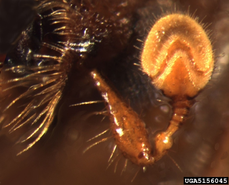 sixspined ips (Ips calligraphus)