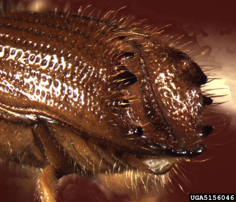 sixspined ips (Ips calligraphus)