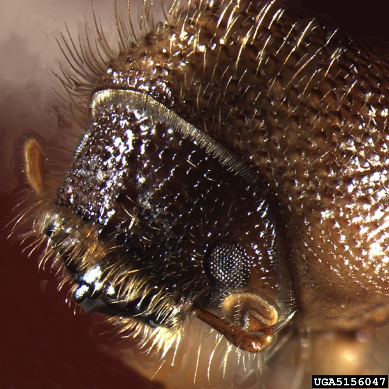 sixspined ips (Ips calligraphus)