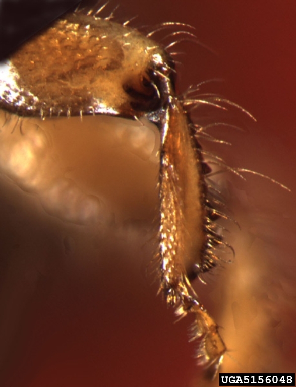 sixspined ips (Ips calligraphus)