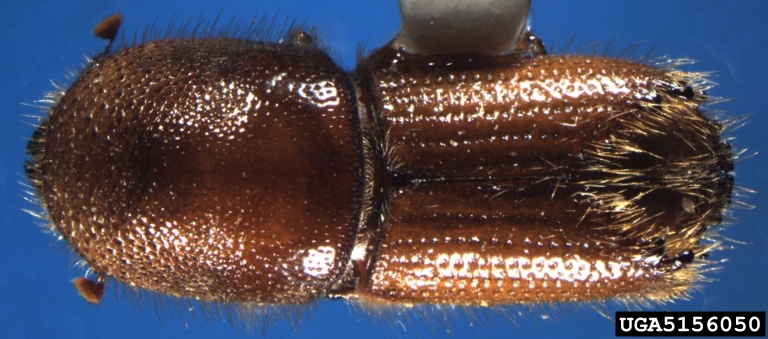 sixspined ips (Ips calligraphus)