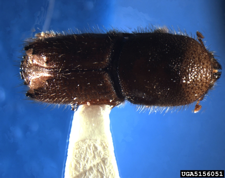 sixspined ips (Ips calligraphus (Germar, 1824))