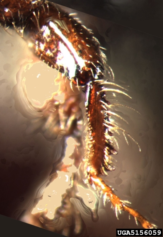 pine engraver (Ips pini)